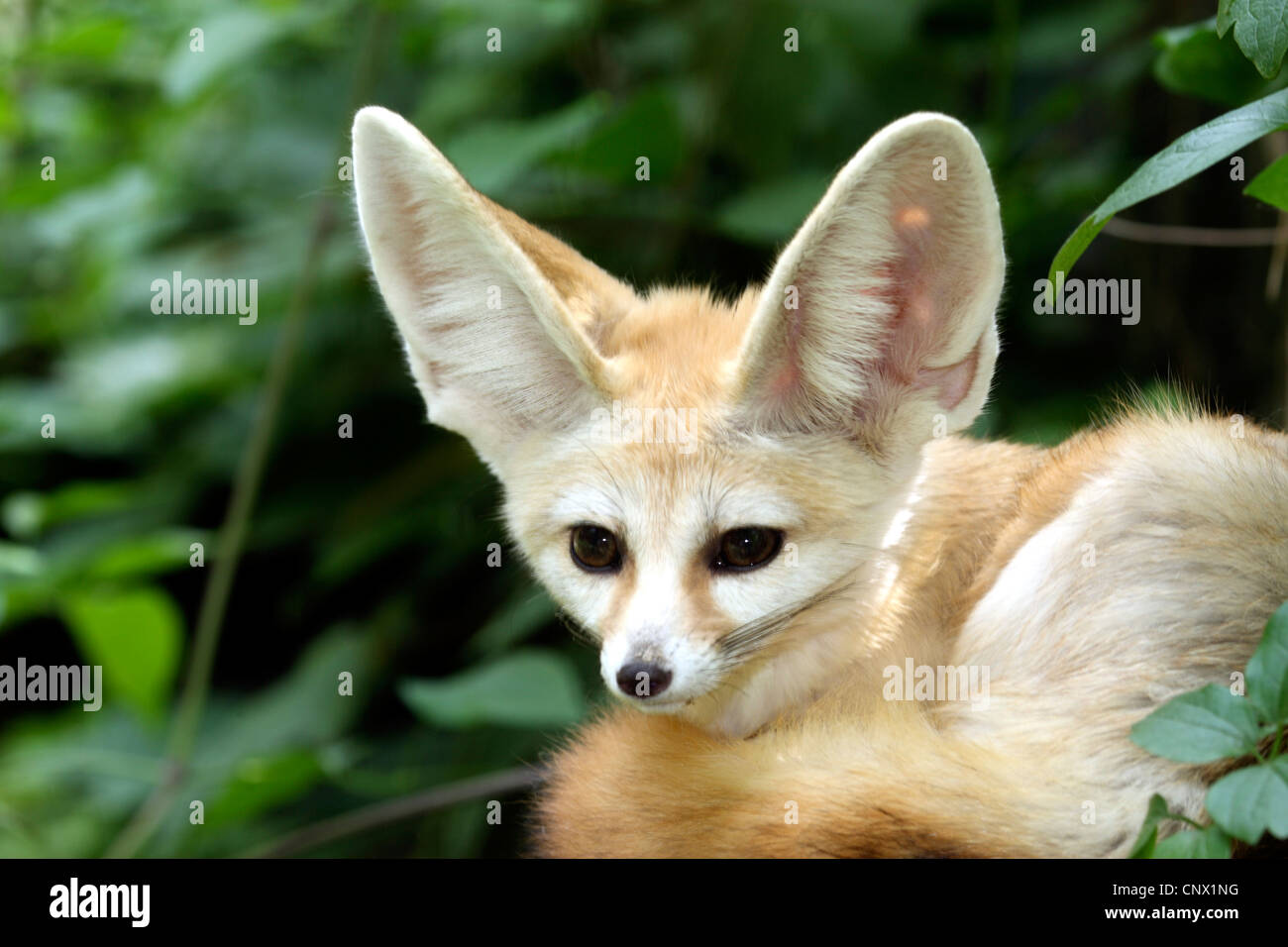 fennec fox (Fennecus zerda, Vulpes zerda), portrait Stock Photo - Alamy