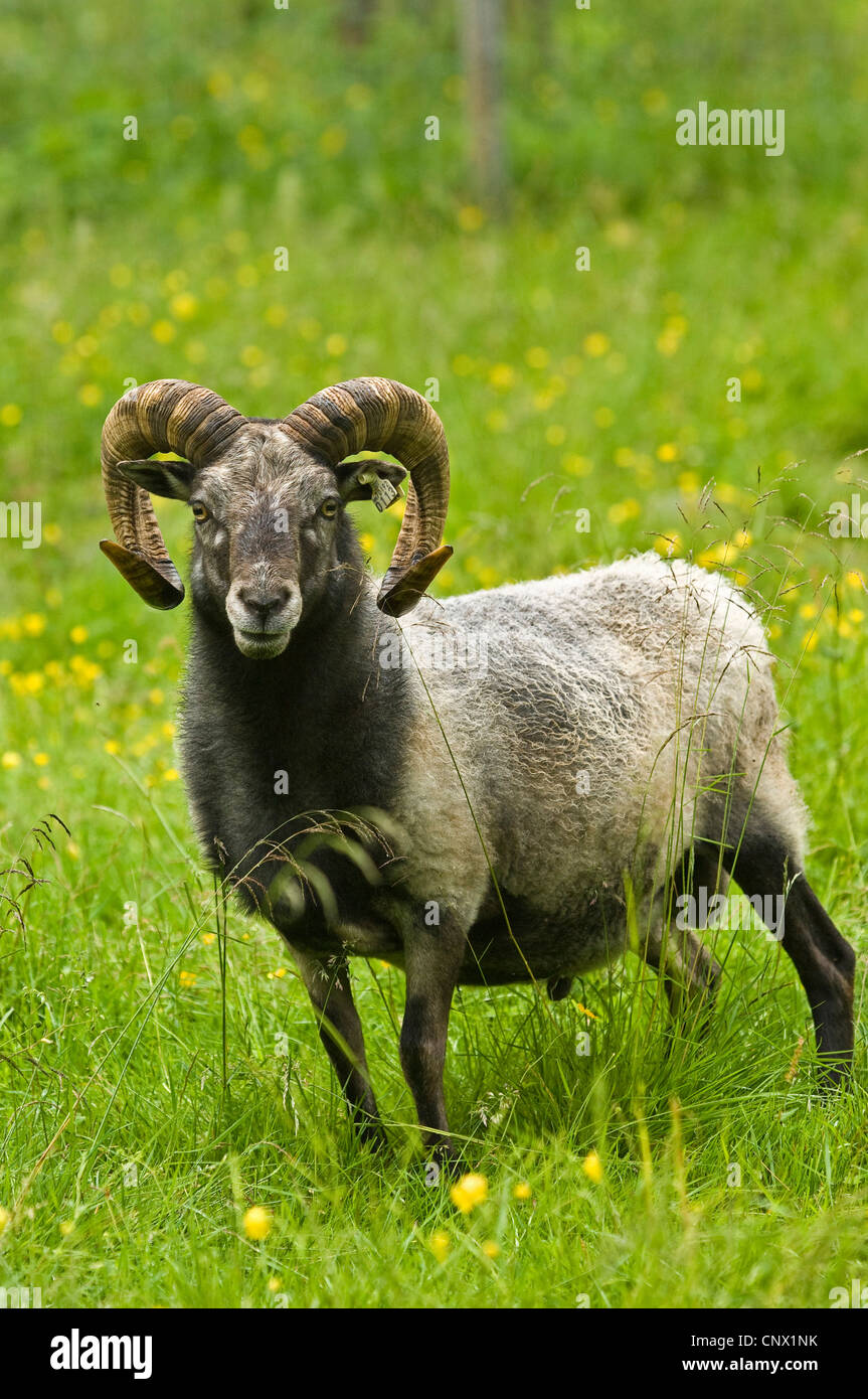 Mouflon (Ovis musimon, Ovis gmelini musimon, Ovis orientalis musimon ...