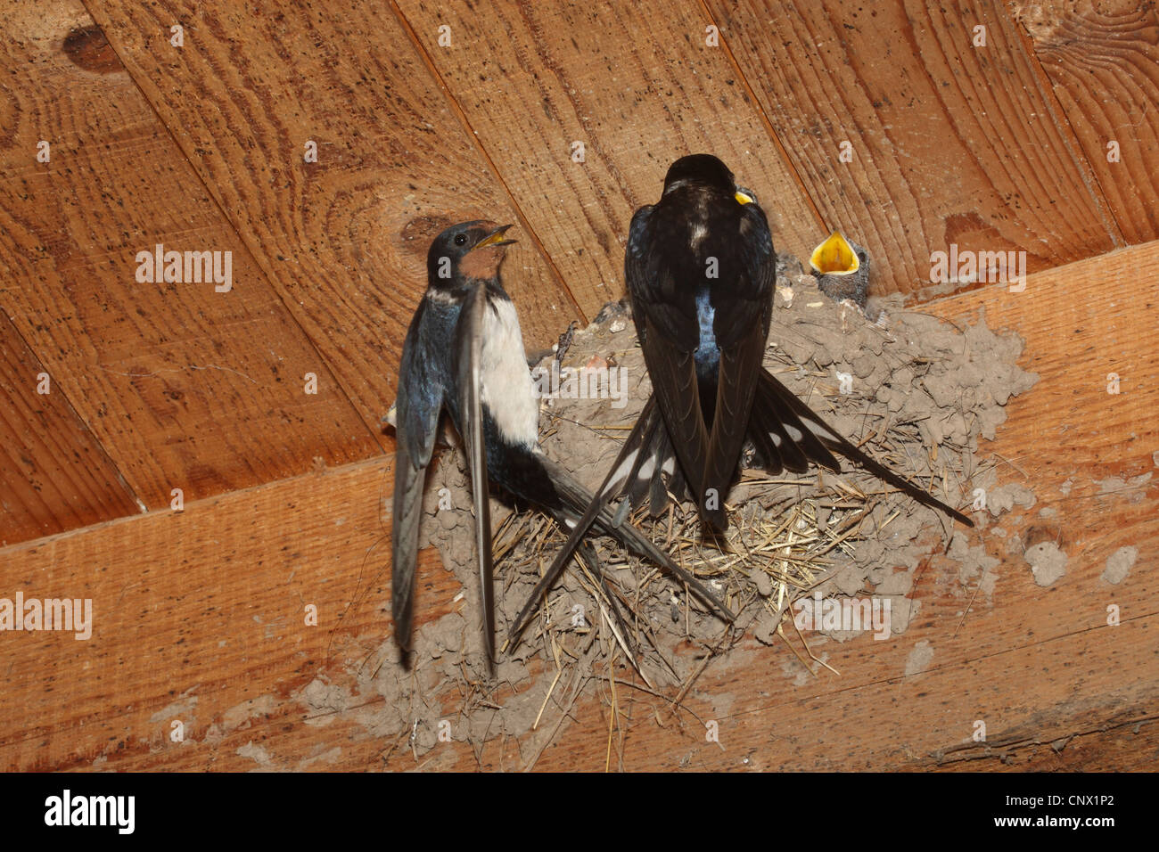 Barn swallow nests hi-res stock photography and images - Alamy