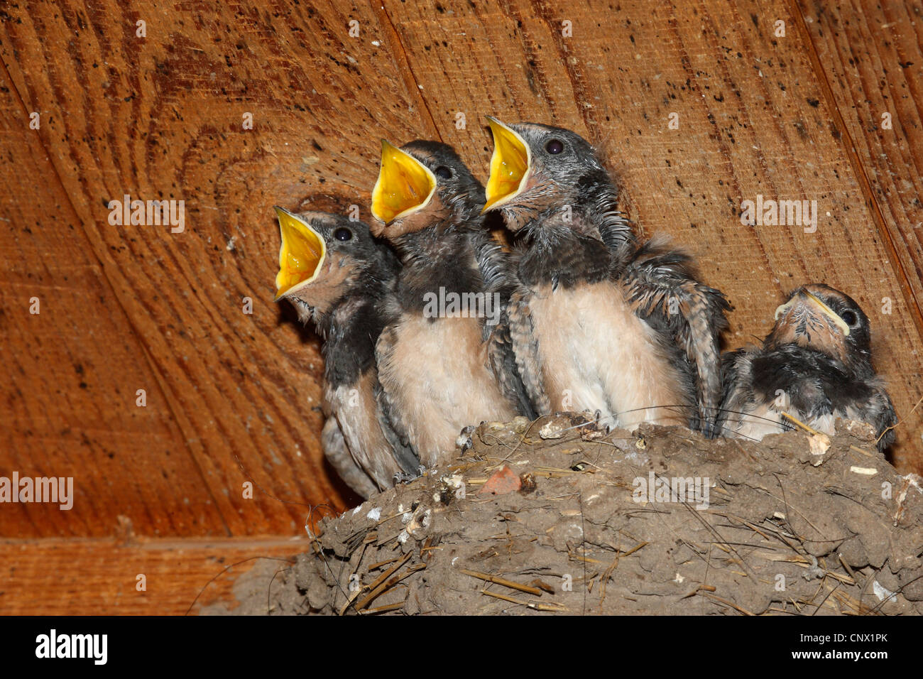Barn swallow nests hi-res stock photography and images - Alamy