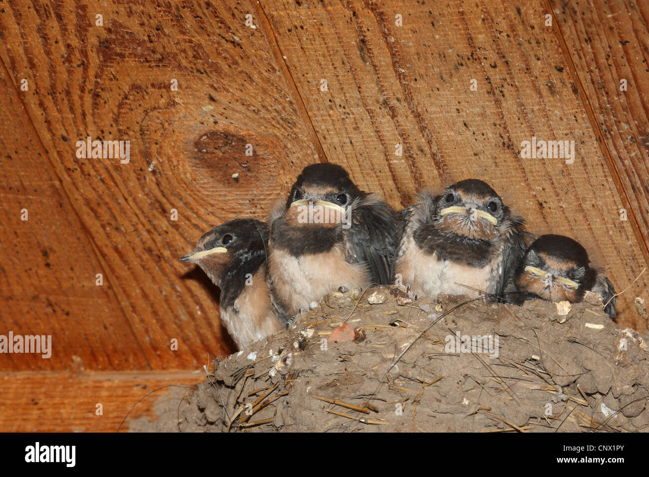 Young barn swallow in nest hi-res stock photography and images - Alamy