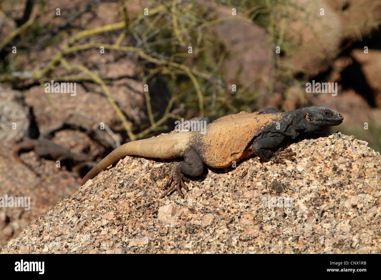 chuckwallas (Sauromalus spec.), large male sunbathing, USA, Arizona ...