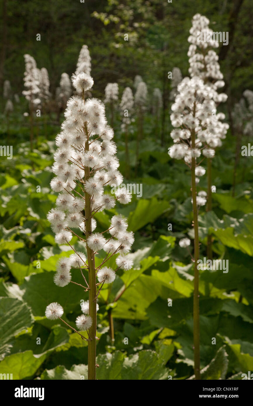 Petasites hybridus hi-res stock photography and images - Alamy