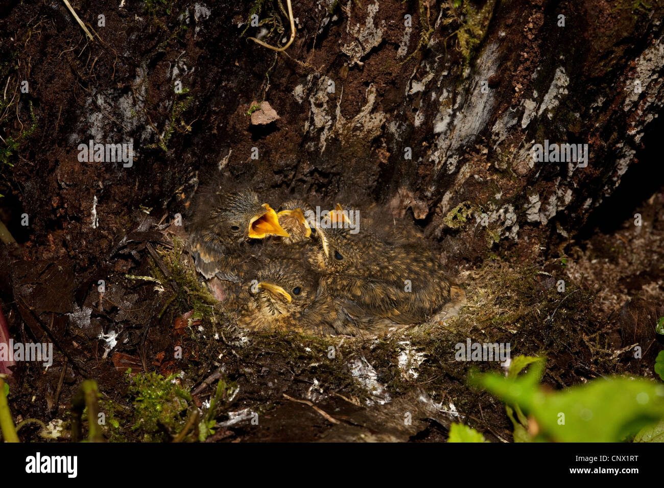 European robin (Erithacus rubecula), nest on the ground with chicks ...