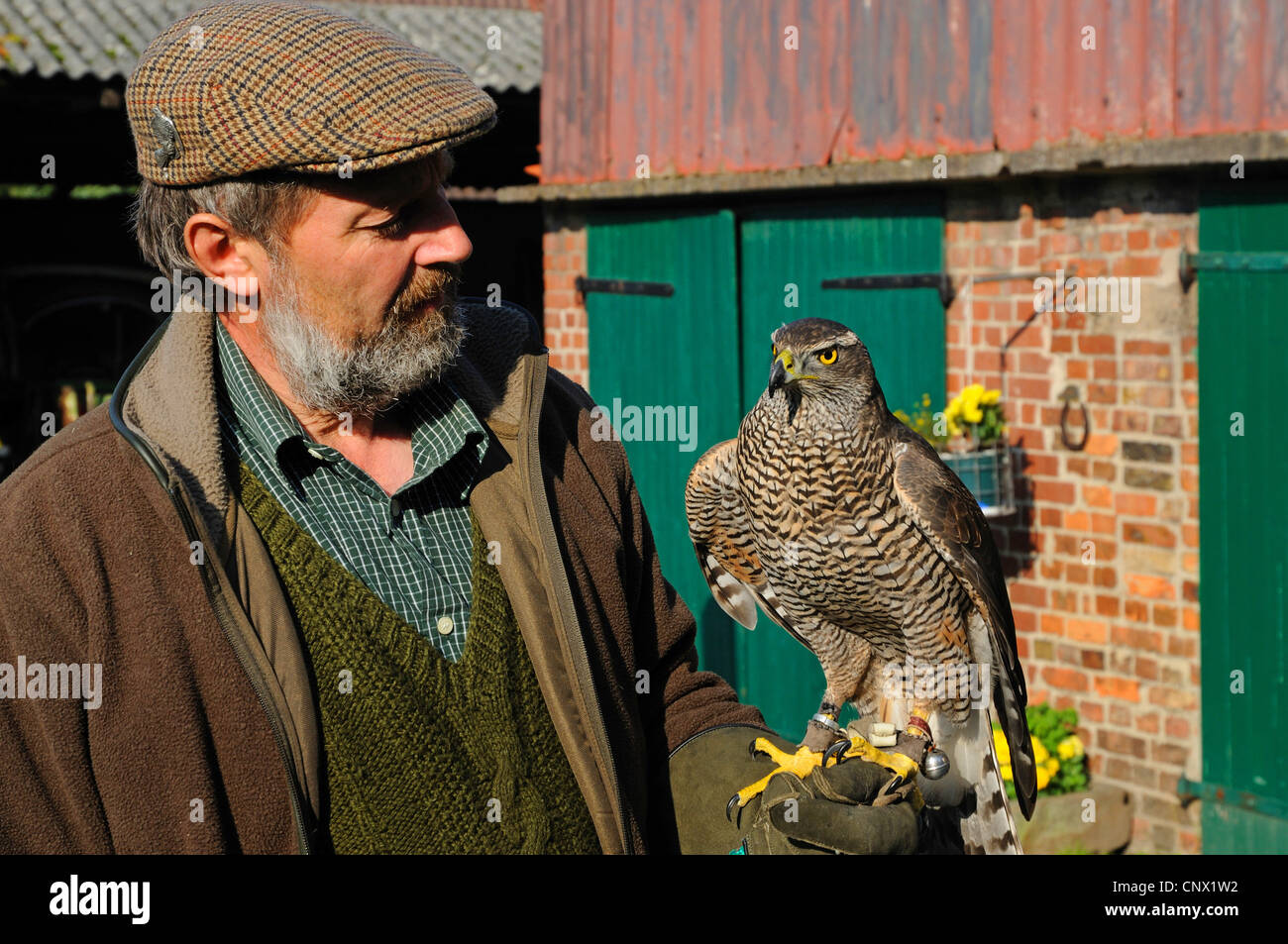 northern goshawk (Accipiter gentilis), sitting on glove of a falconer ...