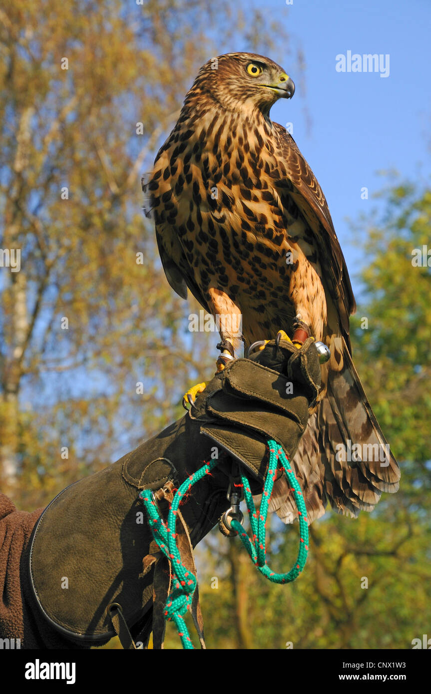 northern goshawk (Accipiter gentilis), sitting on glove of a falconer ...