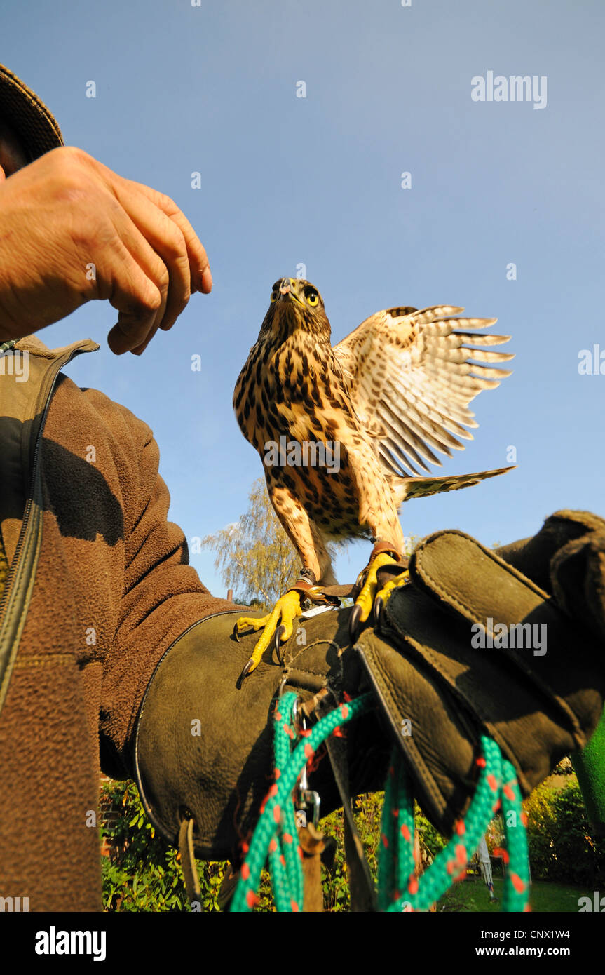 northern goshawk (Accipiter gentilis), sitting on glove of a falconer ...