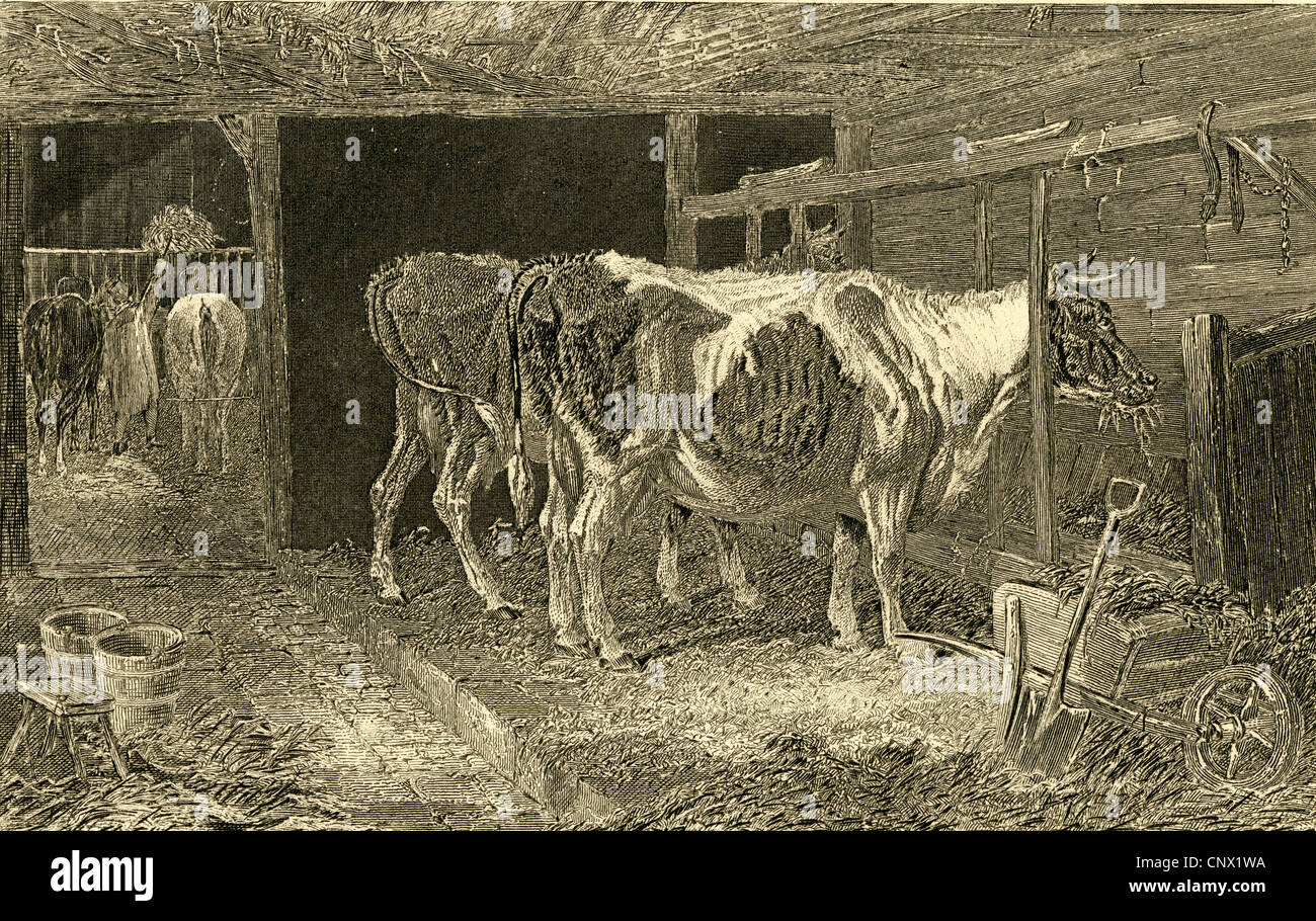 Dairy farming illustration hi-res stock photography and images - Alamy