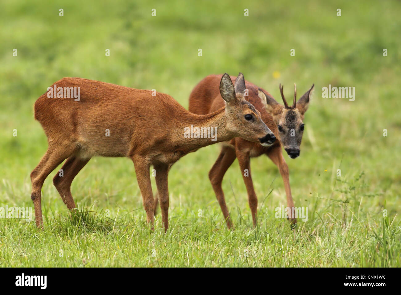 Two roe deers hi-res stock photography and images - Alamy