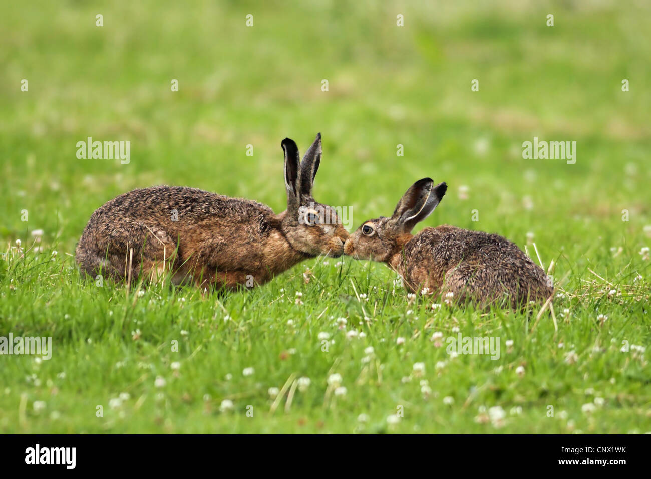 European hare (Lepus europaeus), two hares in a meadow sniffing at each ...