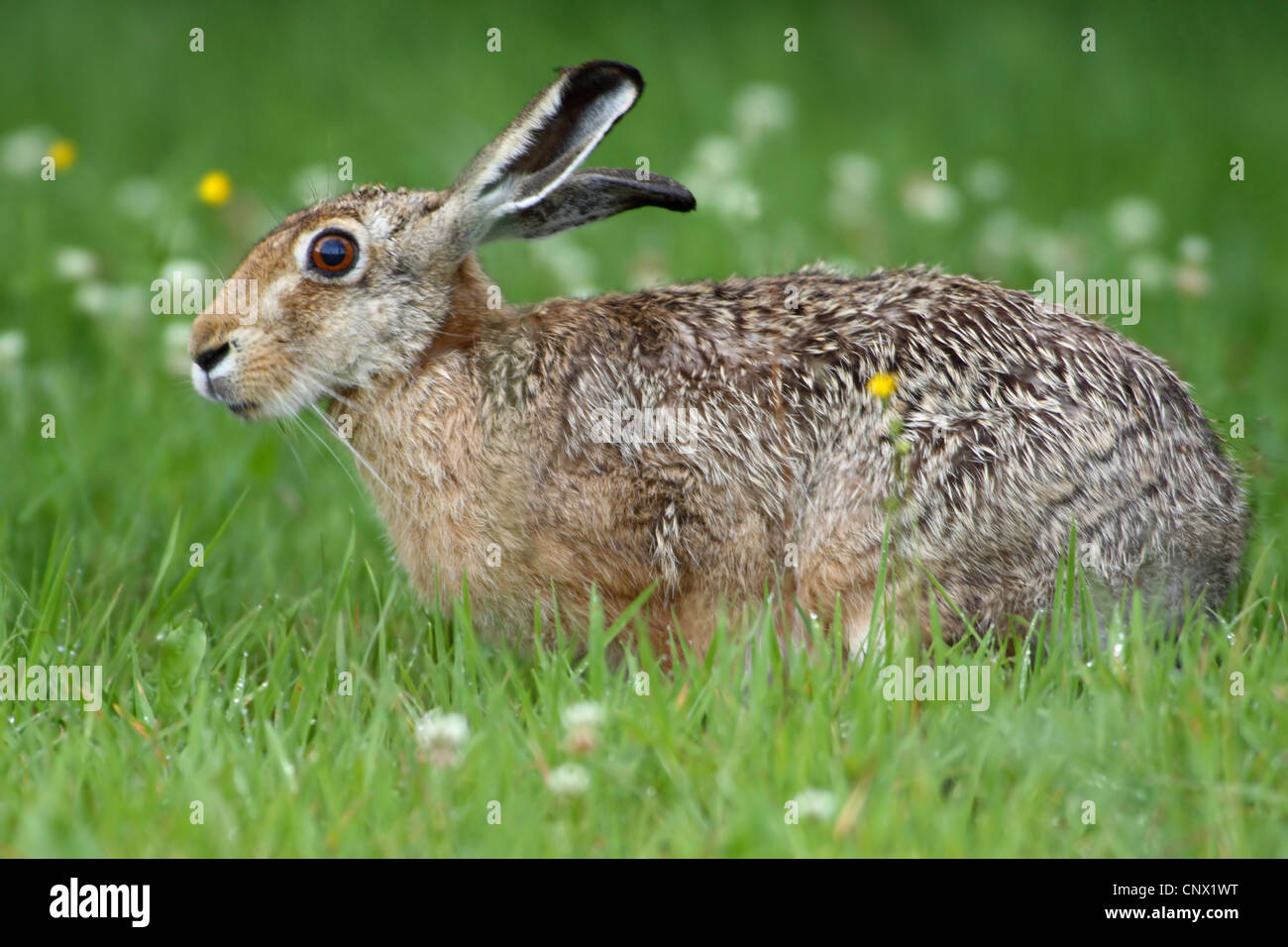 Hare eyes close up hi-res stock photography and images - Alamy