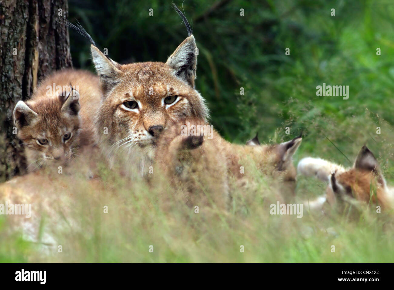 Eurasian lynx (Lynx lynx), with pups in a meadow, Germany Stock Photo ...