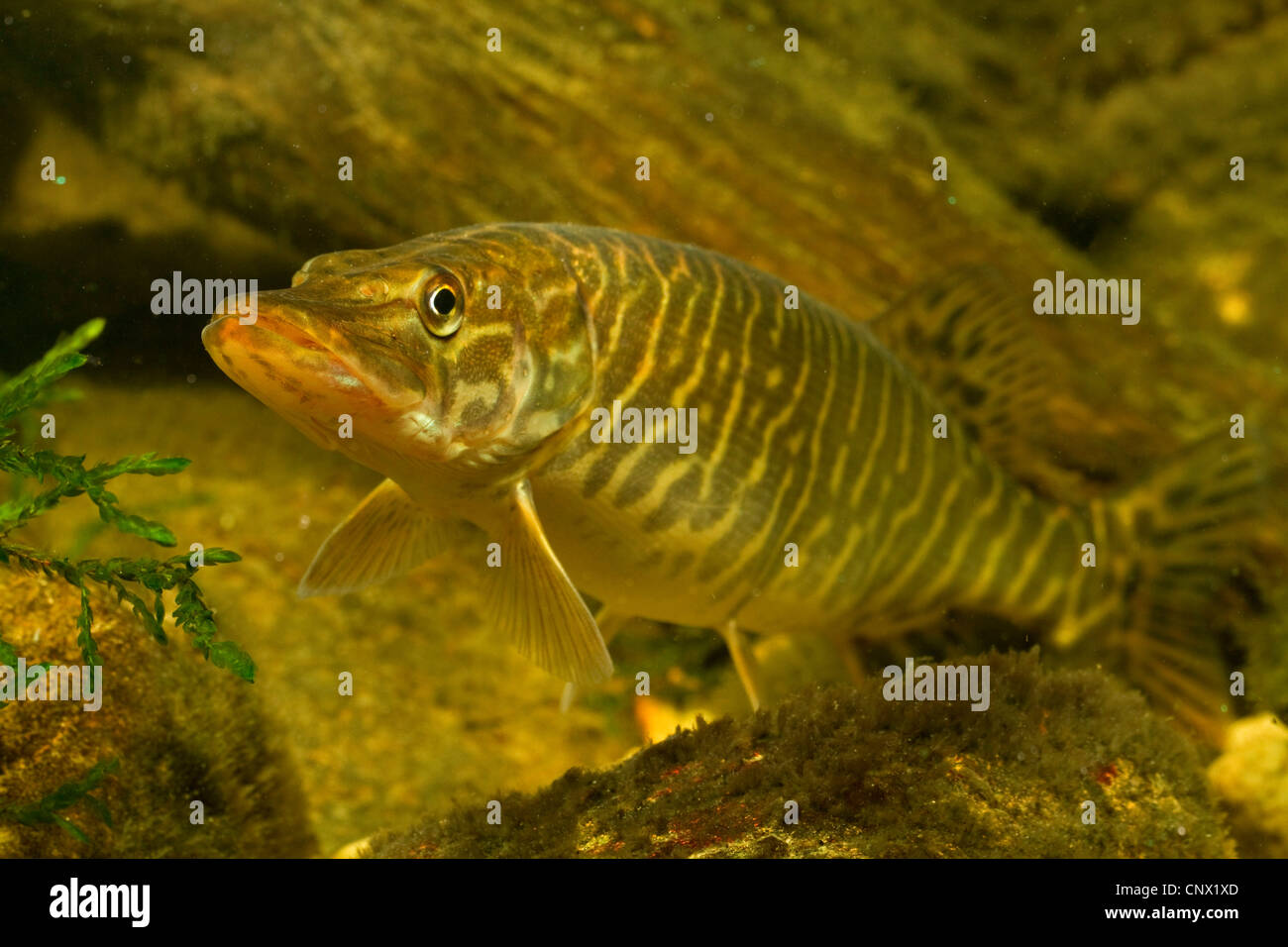 Feeding on its prey hi-res stock photography and images - Alamy