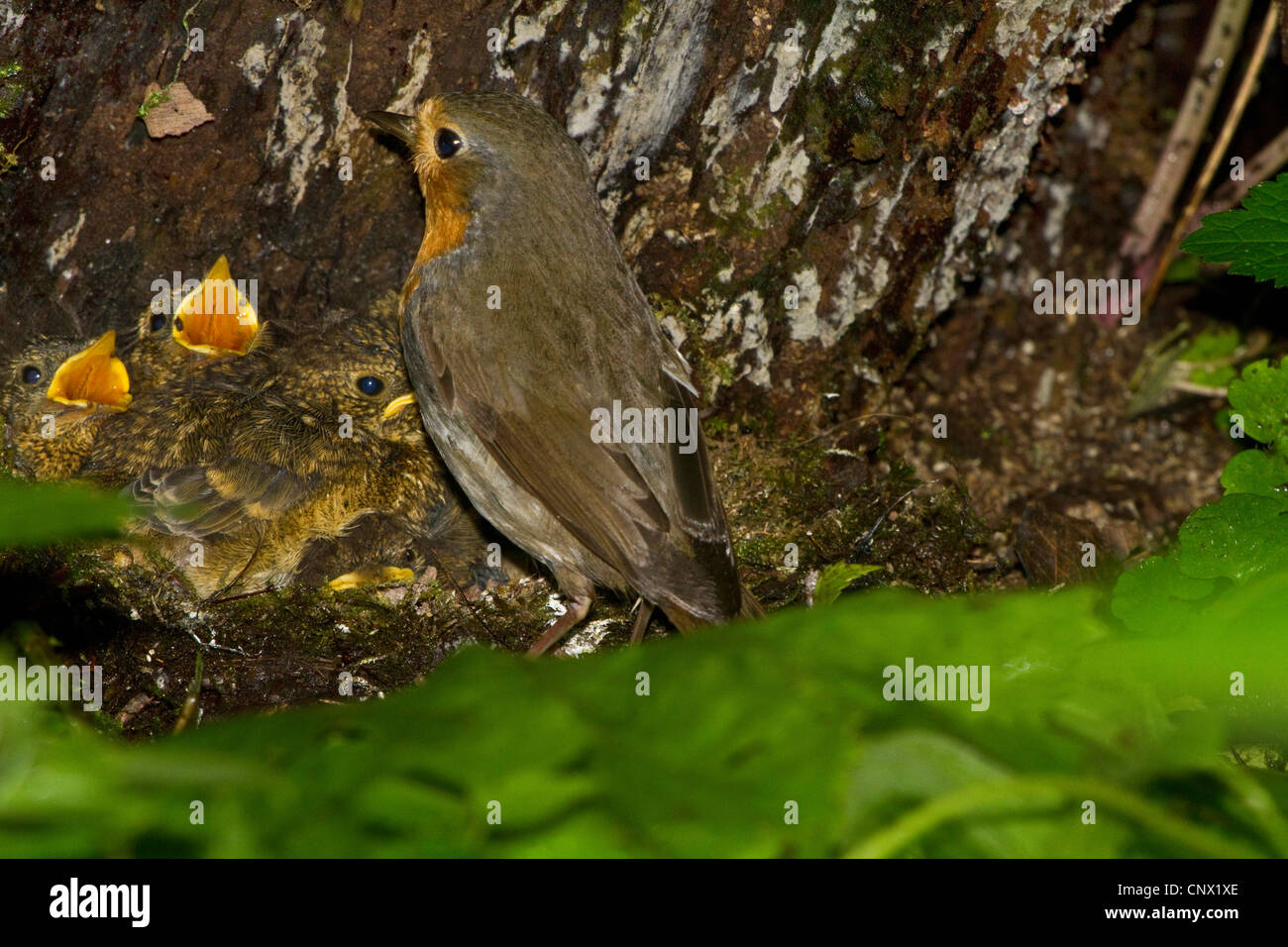 Mother robin hi-res stock photography and images - Alamy