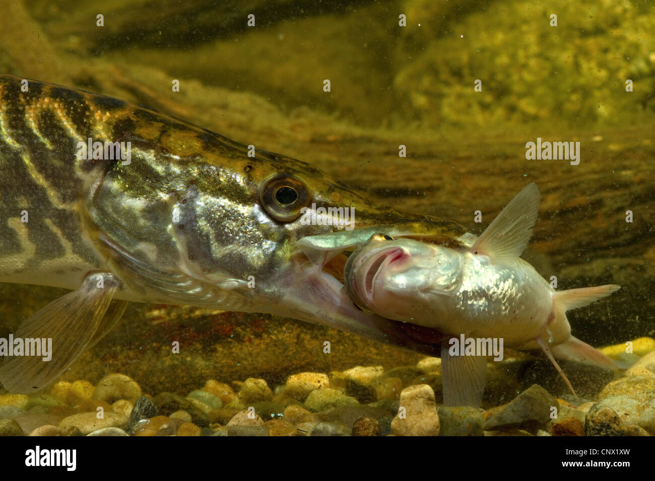 Head on pike hi-res stock photography and images - Alamy