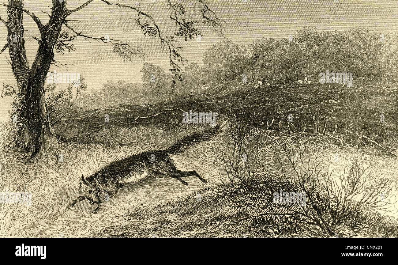 Circa 1870 engraving, Fox Breaking Cover Stock Photo - Alamy