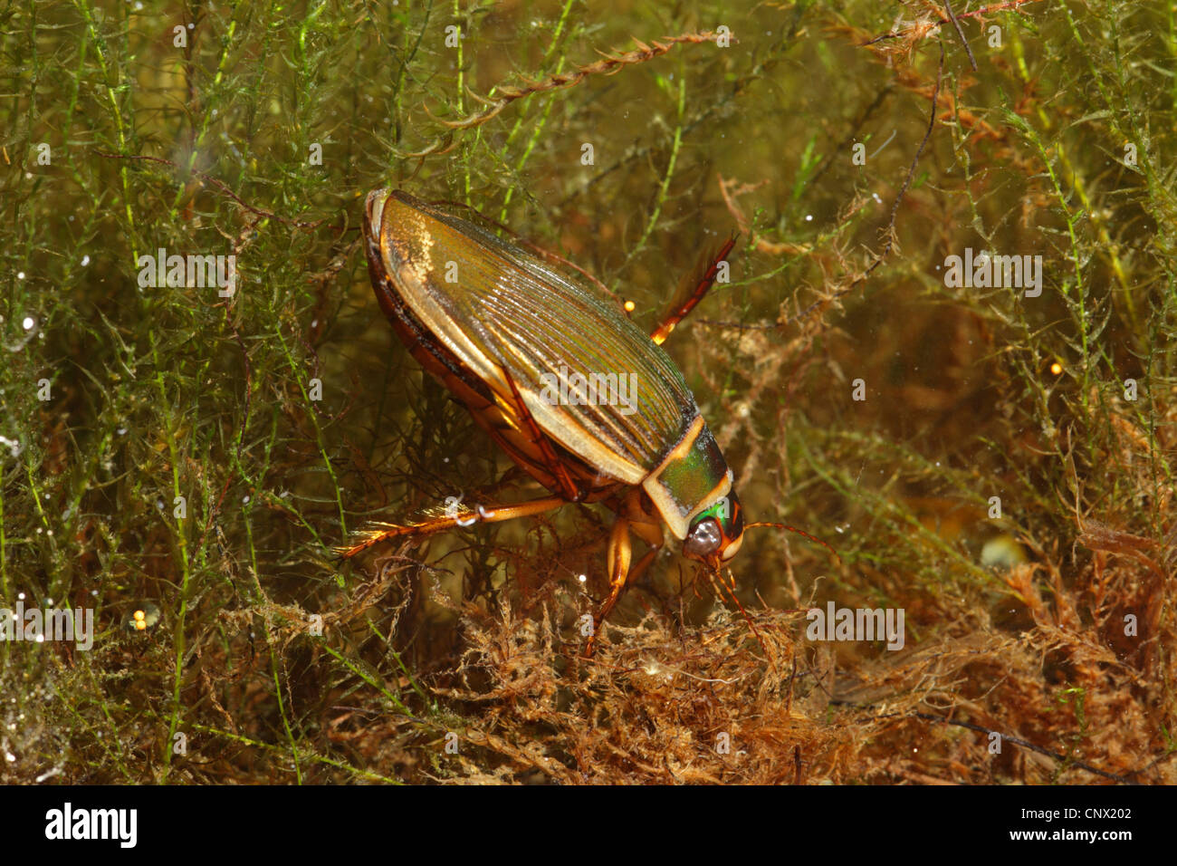 great diving beetle (Dytiscus marginalis), female, Germany Stock Photo ...
