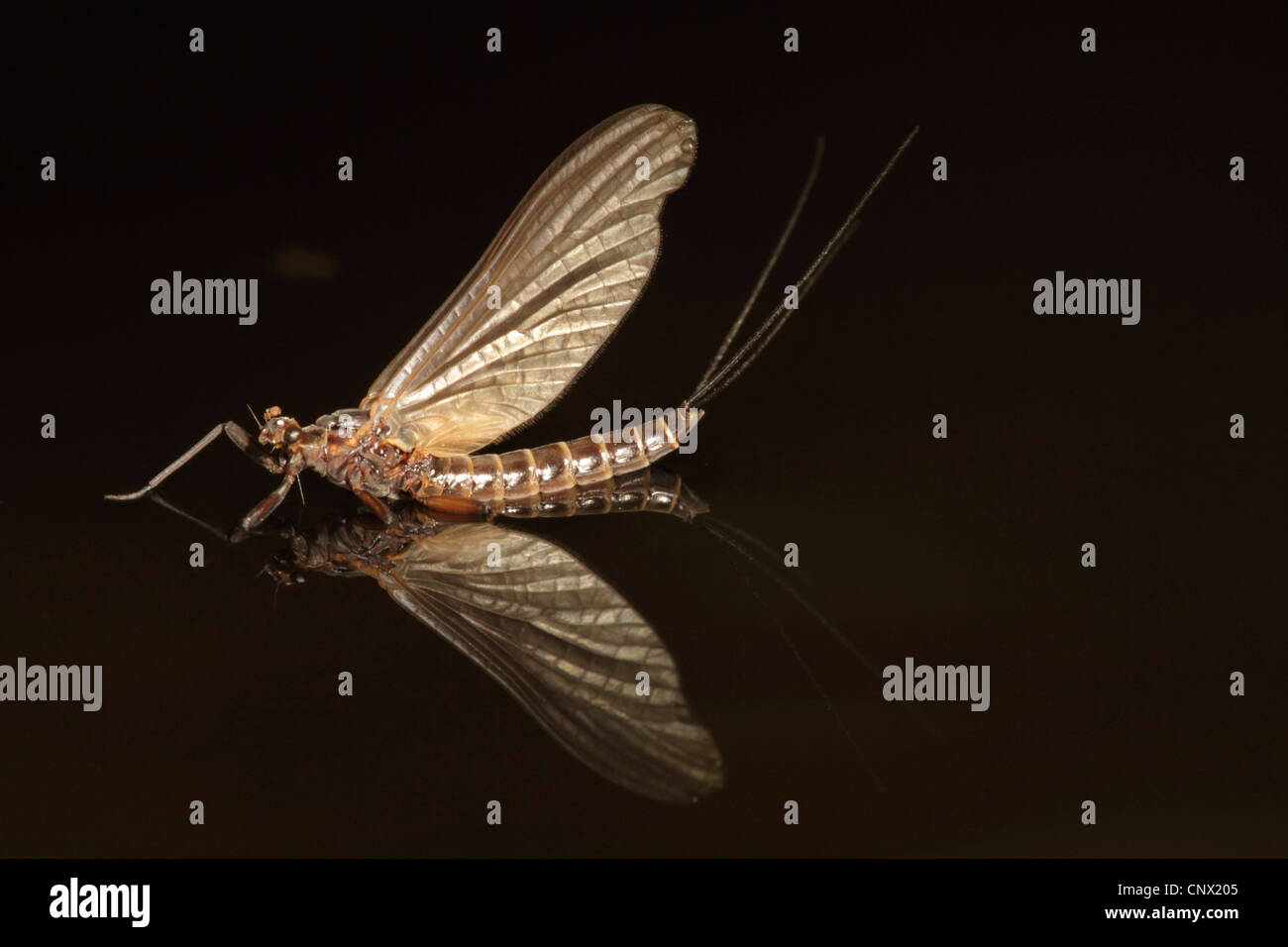The mayfly hi-res stock photography and images - Alamy