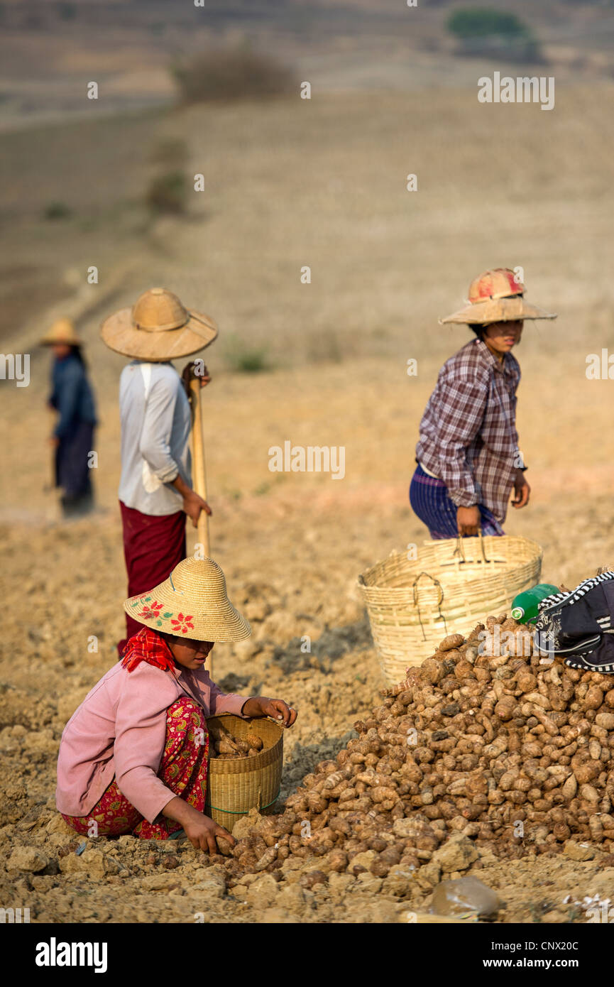 Dasheen harvesting hi-res stock photography and images - Alamy