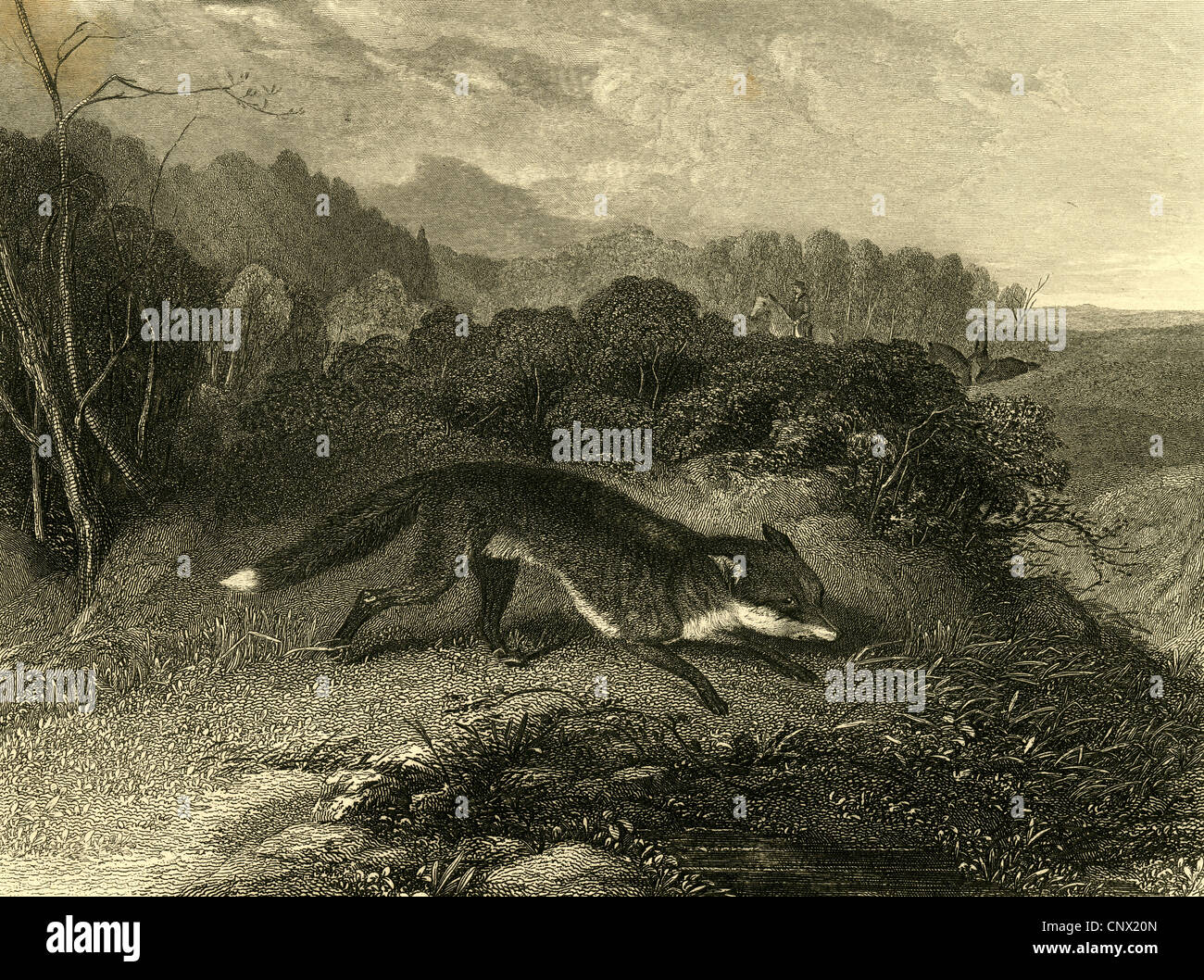 Fox hunt 19th century hi-res stock photography and images - Alamy