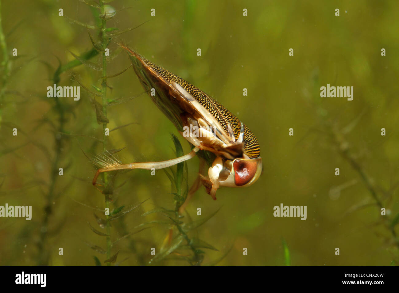 Corixidae Life Cycle