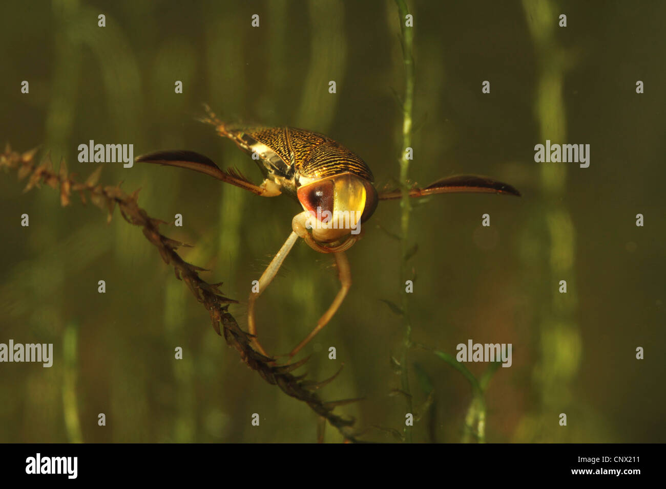 Corixidae water boatmen hi-res stock photography and images - Alamy