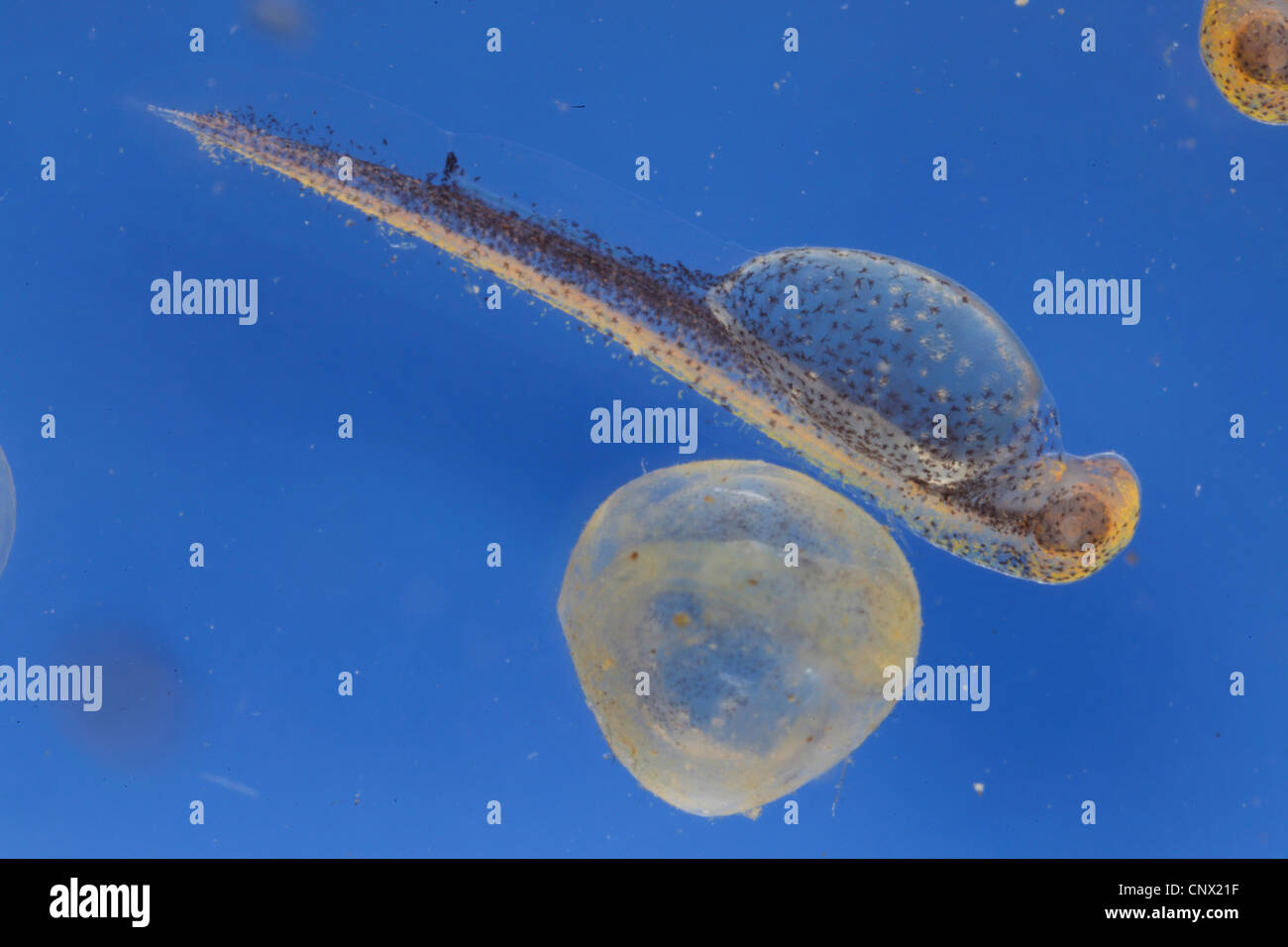 pike, northern pike (Esox lucius), just hatches larva beside its egg ...