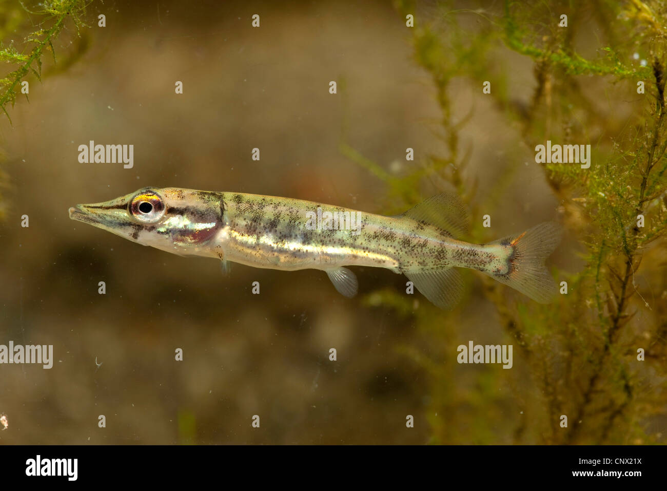 Young northern pike esox lucius hi-res stock photography and images - Alamy