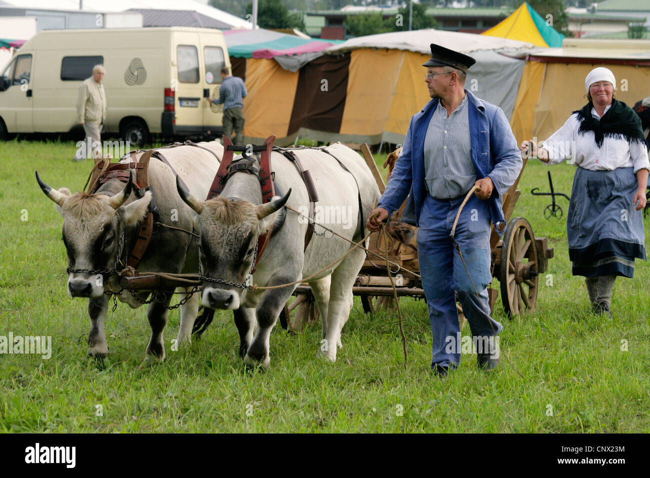 Draught oxen hi-res stock photography and images - Alamy