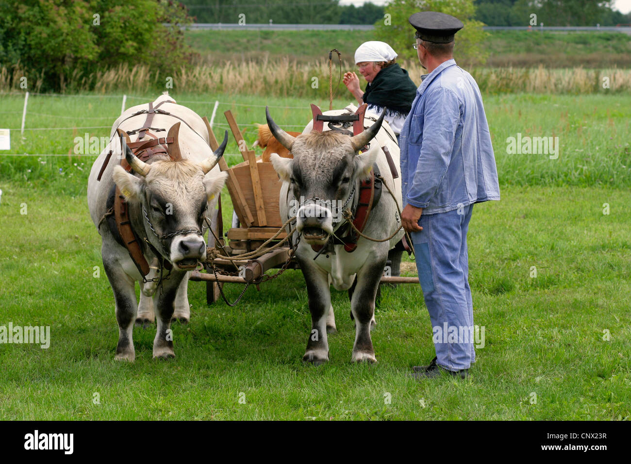 Draught oxen hi-res stock photography and images - Alamy