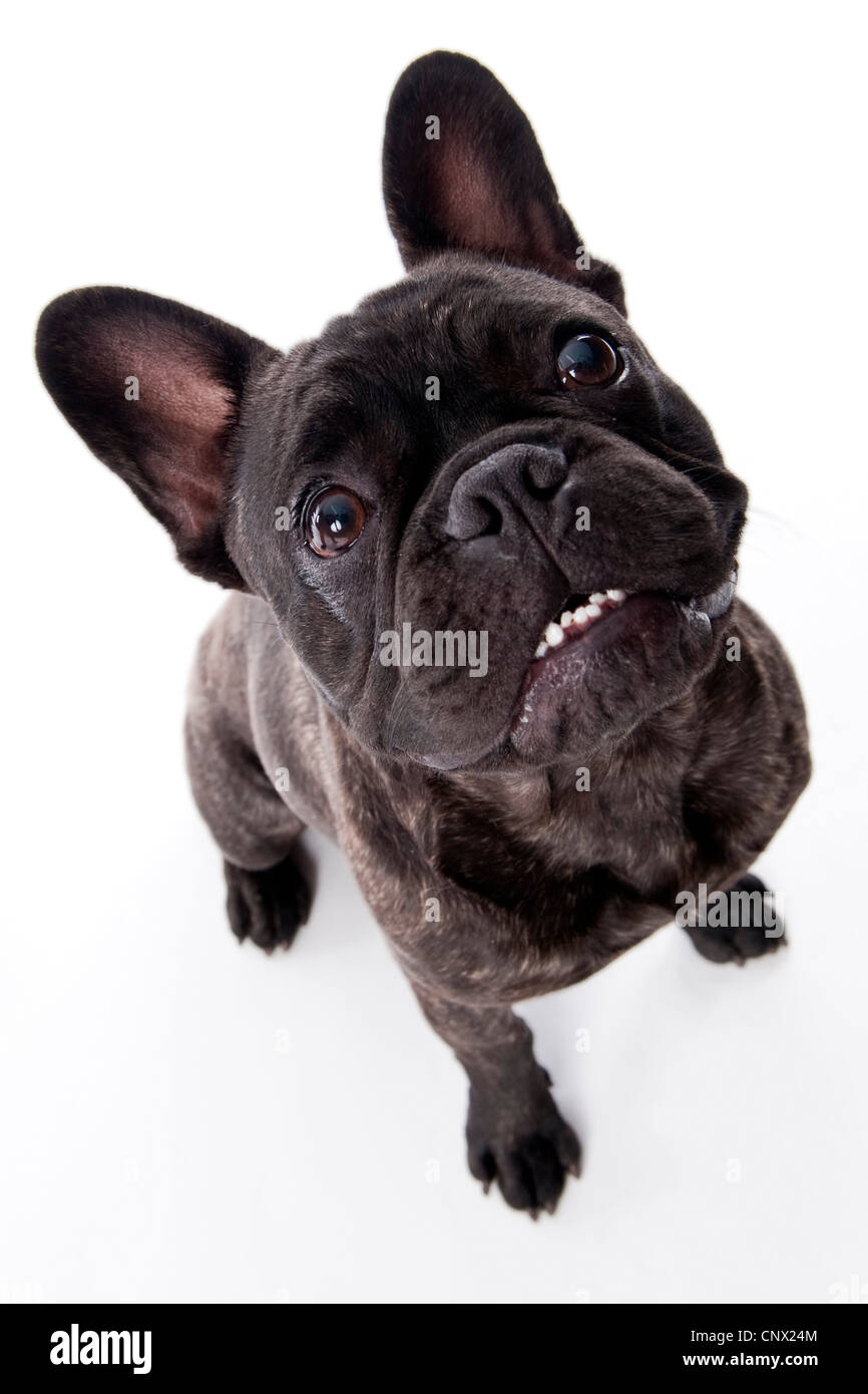 French Bulldog (Canis lupus f. familiaris), looking at camera Stock ...