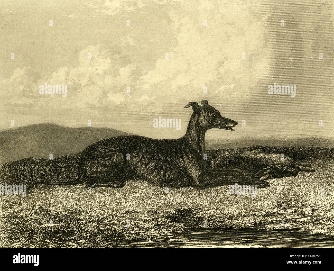 Circa 1870 engraving, Greyhound and Hare Stock Photo - Alamy