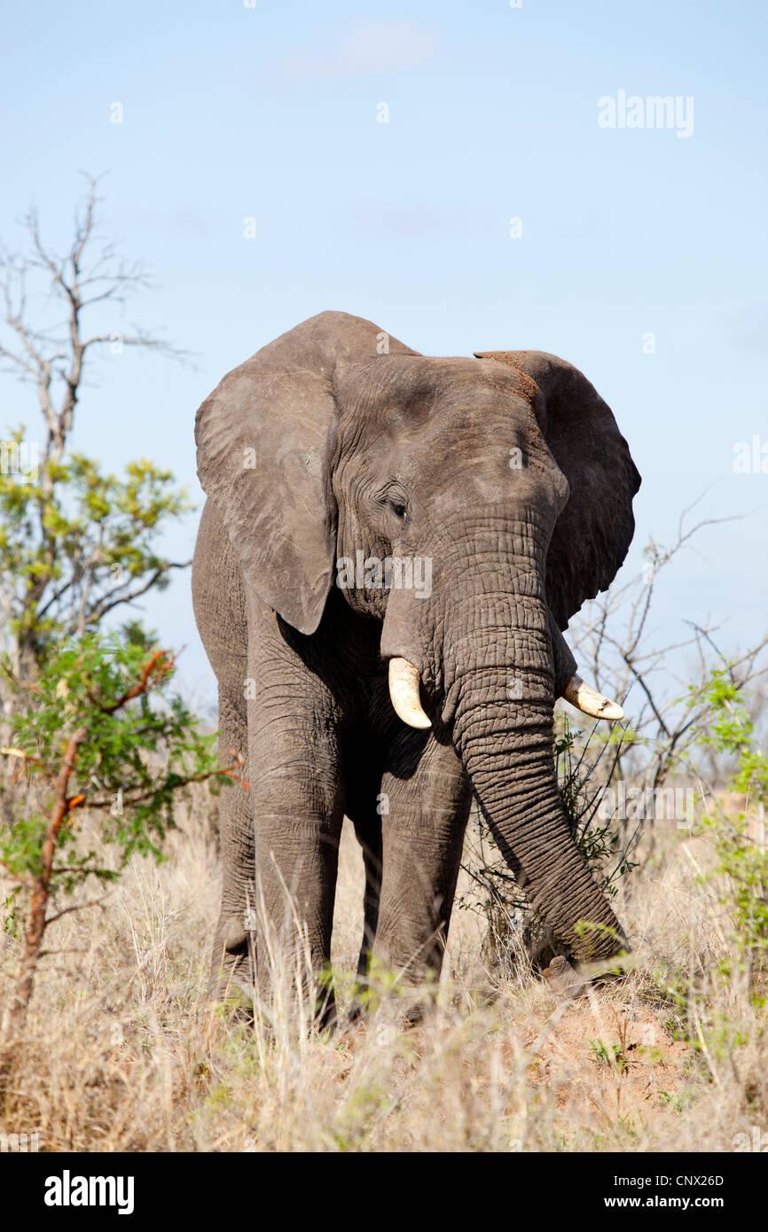 5 legged elephant hi-res stock photography and images - Alamy