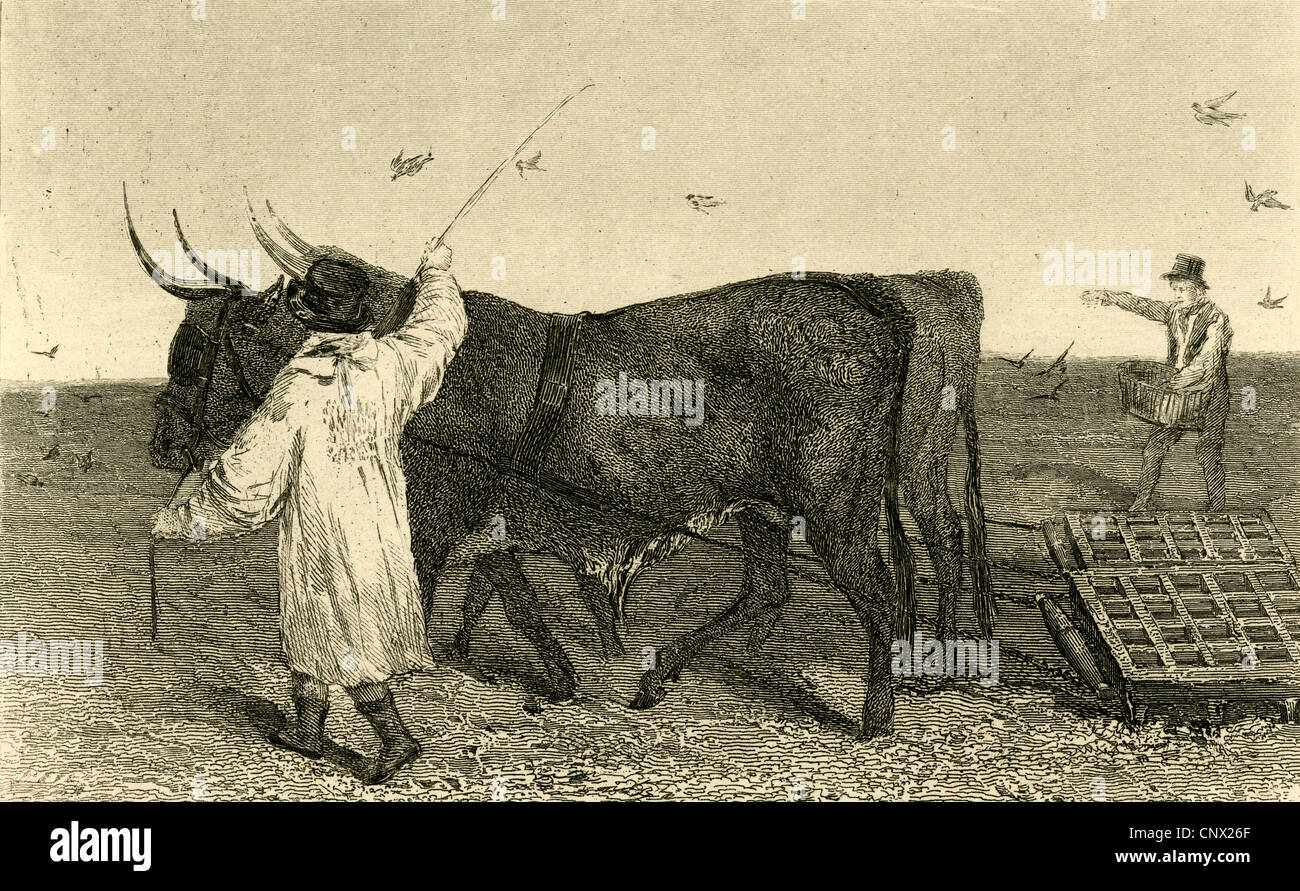 Circa 1870 engraving, Harrowing with Oxen. A harrow is an implement for ...