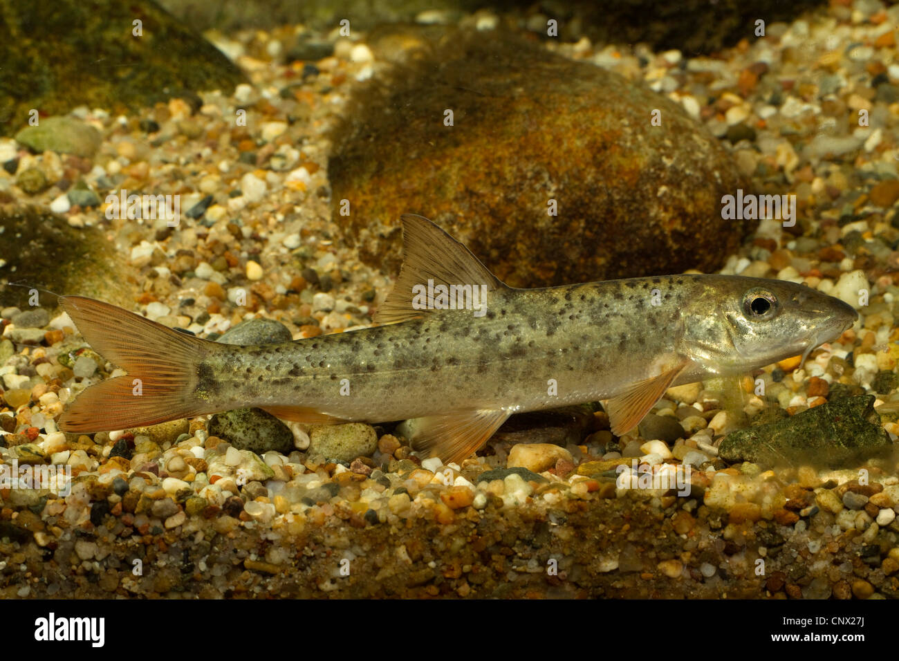 Barbel barbus barbus portrait hi-res stock photography and images - Alamy
