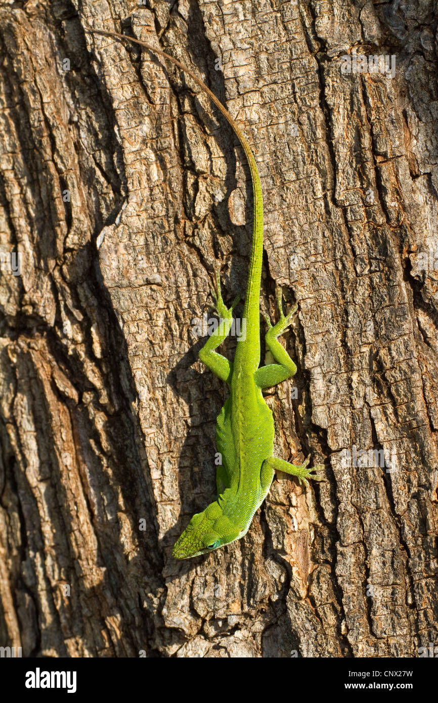green anole (Anolis carolinensis), sitting upside down at a tree trunk ...