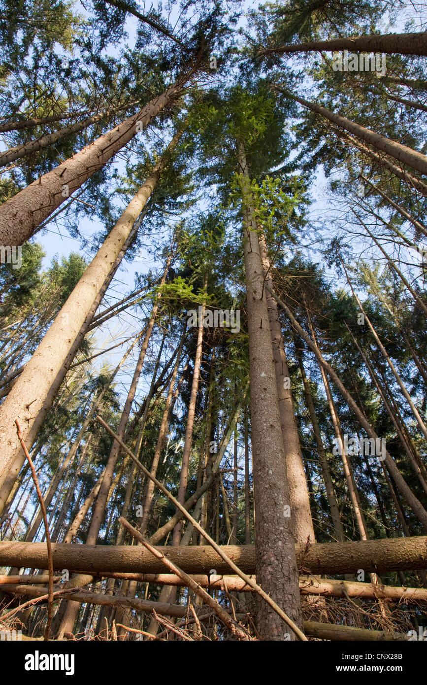 View of treetops from below hi-res stock photography and images - Alamy