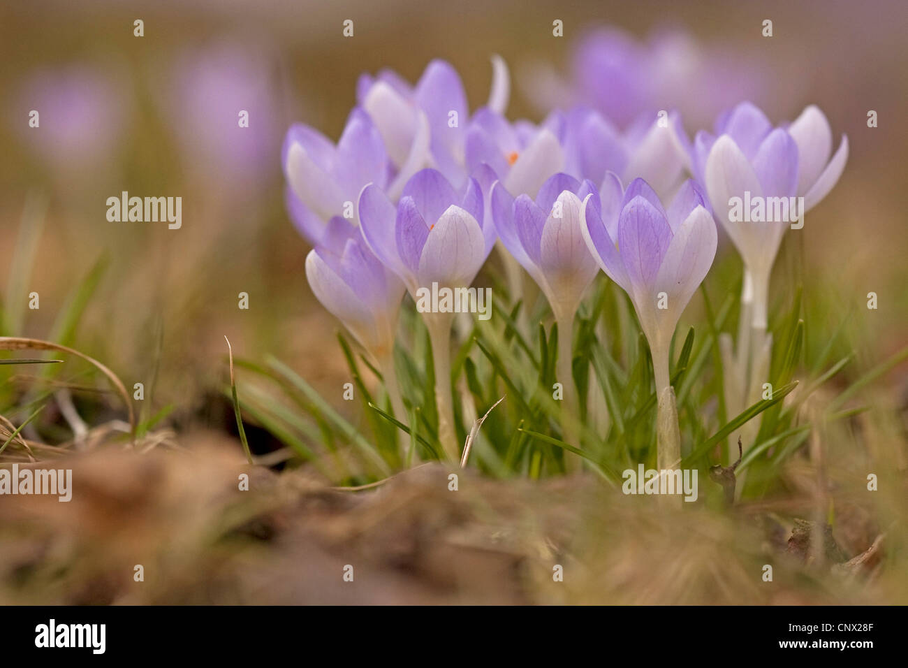 Early Crocus (Crocus tommasinianus), blooming Stock Photo - Alamy