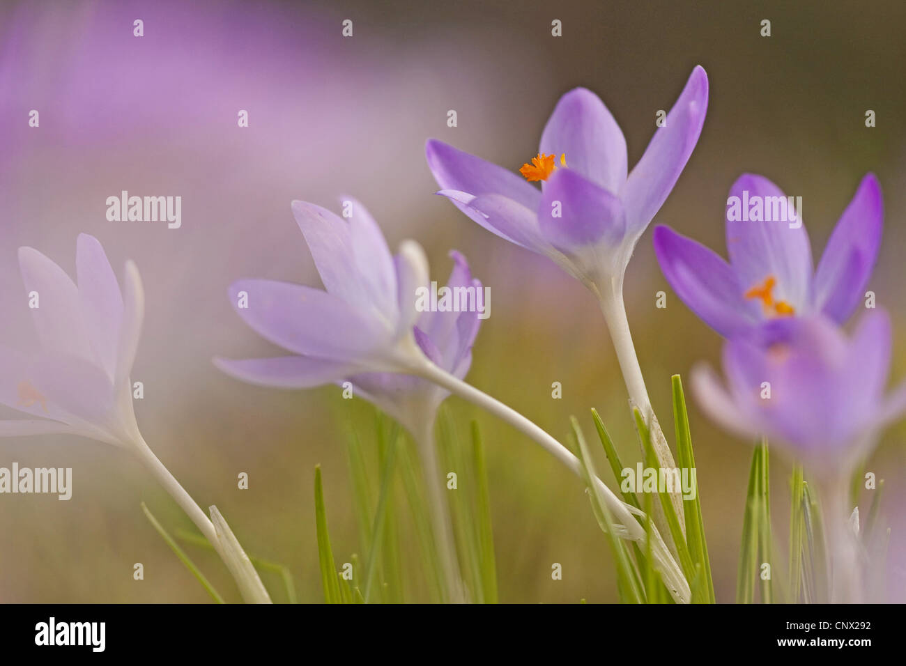 Early Crocus (Crocus tommasinianus), blooming Stock Photo - Alamy