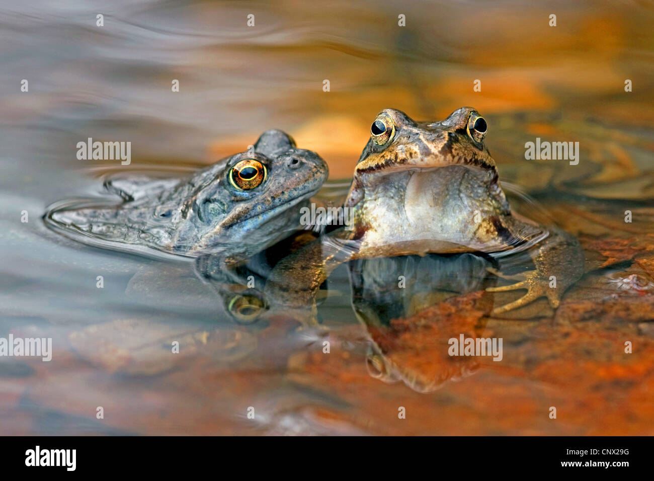 common frog, grass frog (Rana temporaria), two frogs sitting together ...