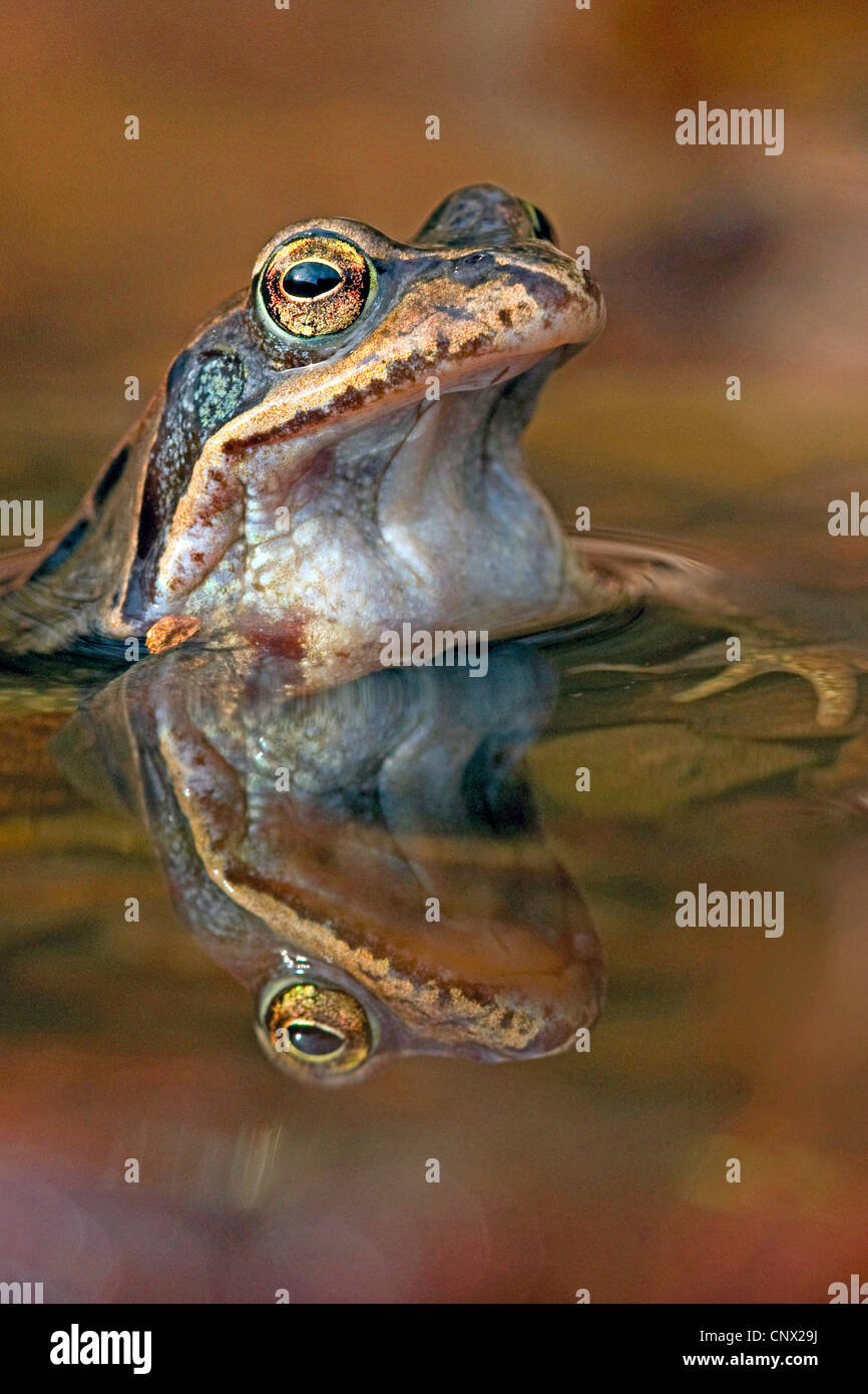 Frog looking in mirror hi-res stock photography and images - Alamy