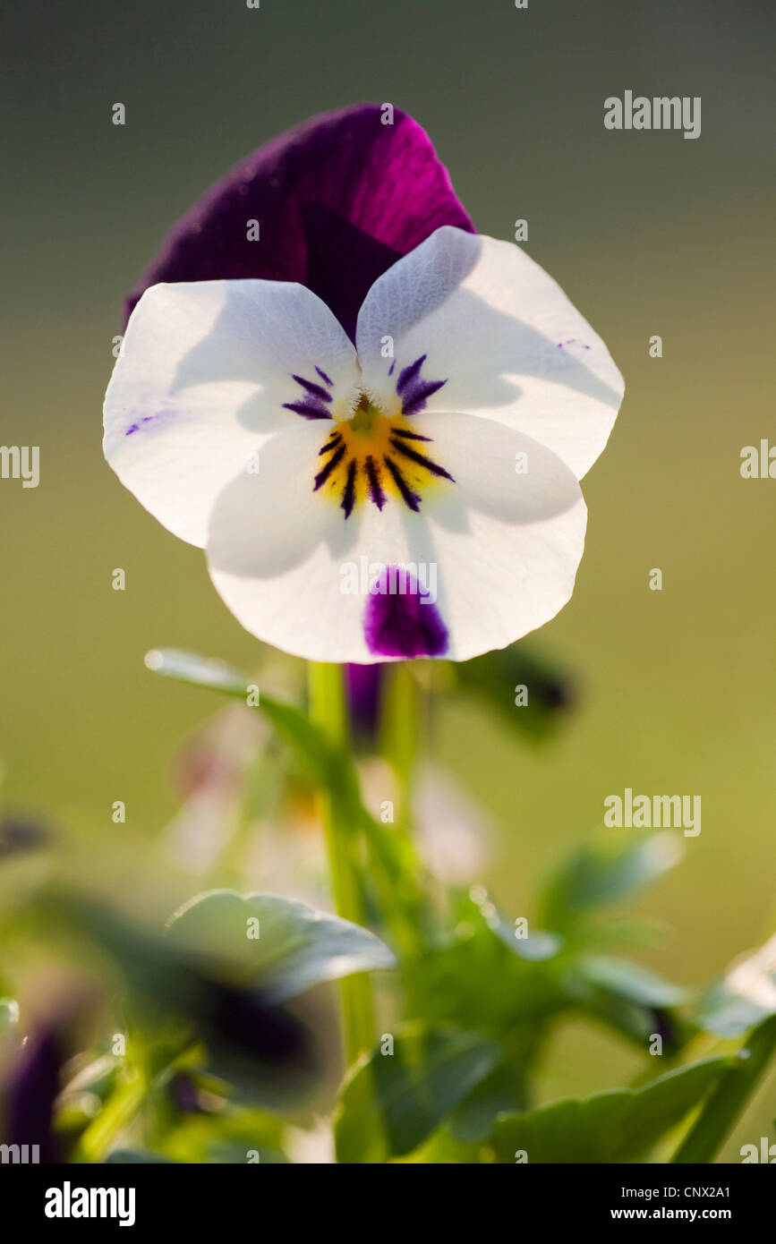 Horned Violet High Resolution Stock Photography and Images - Alamy
