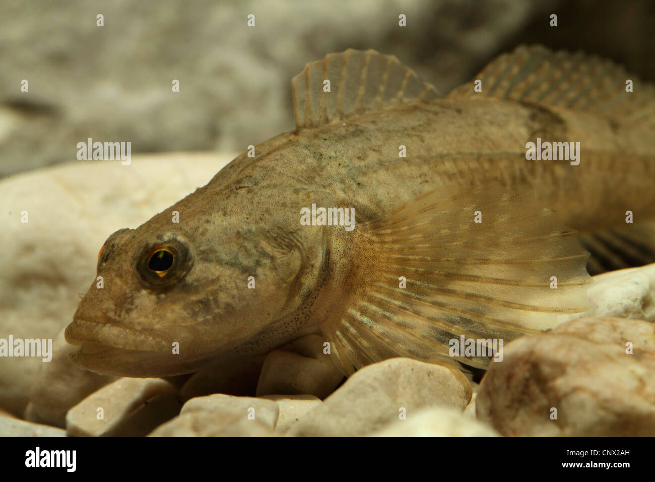 Bullhead millers thumb fish cottus hi-res stock photography and images ...