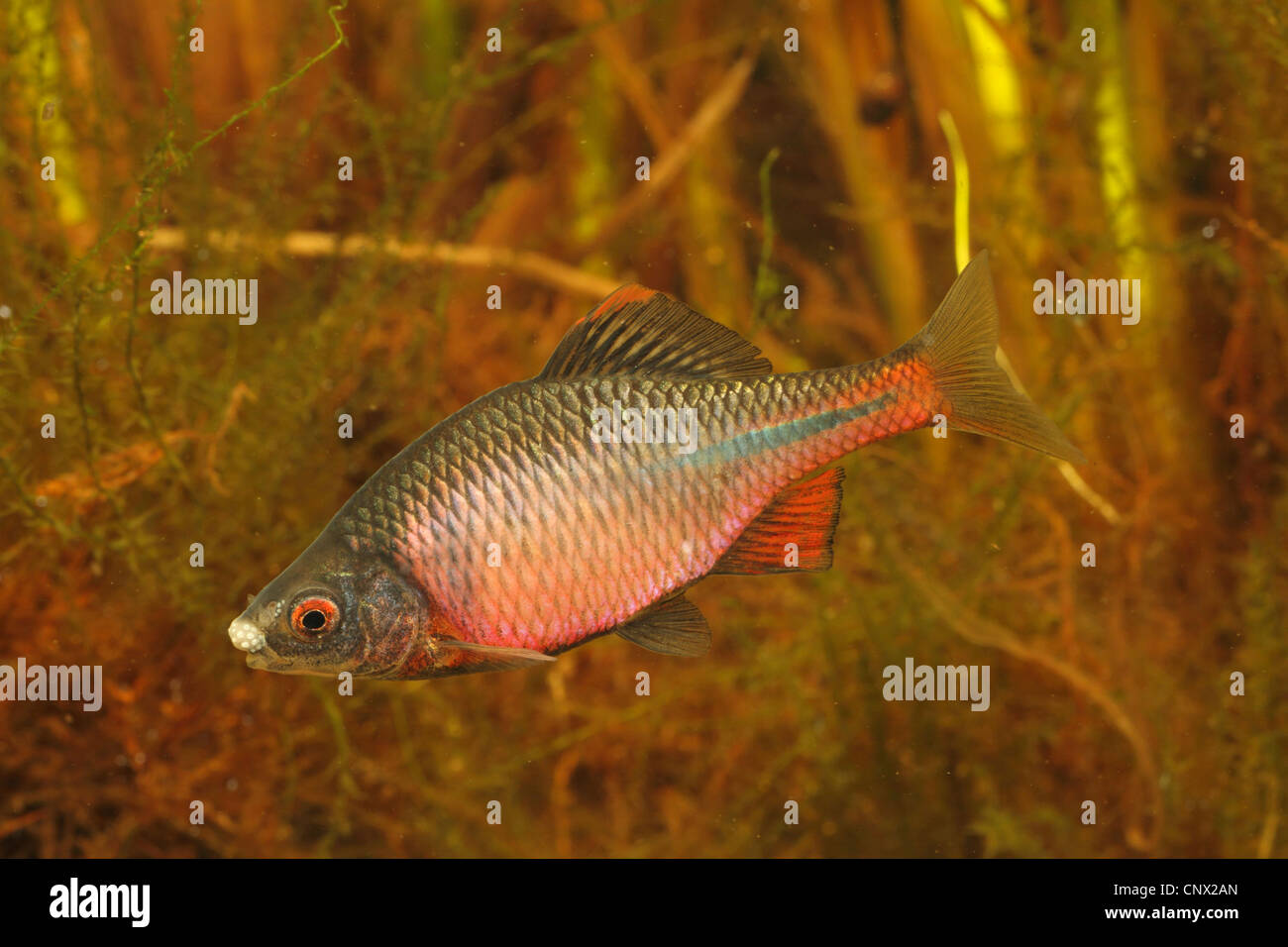 Rhodeus Sericeus Amarus High Resolution Stock Photography and Images ...