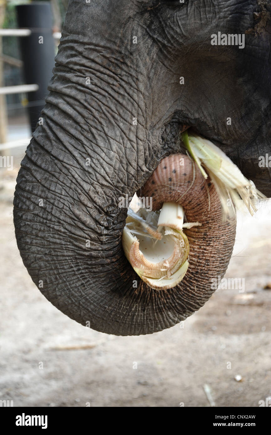 Food and trunk hi-res stock photography and images - Alamy