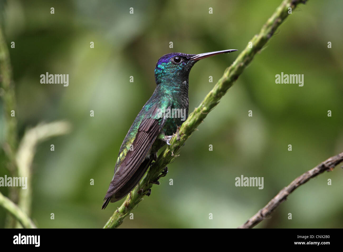 Oenone hi-res stock photography and images - Alamy