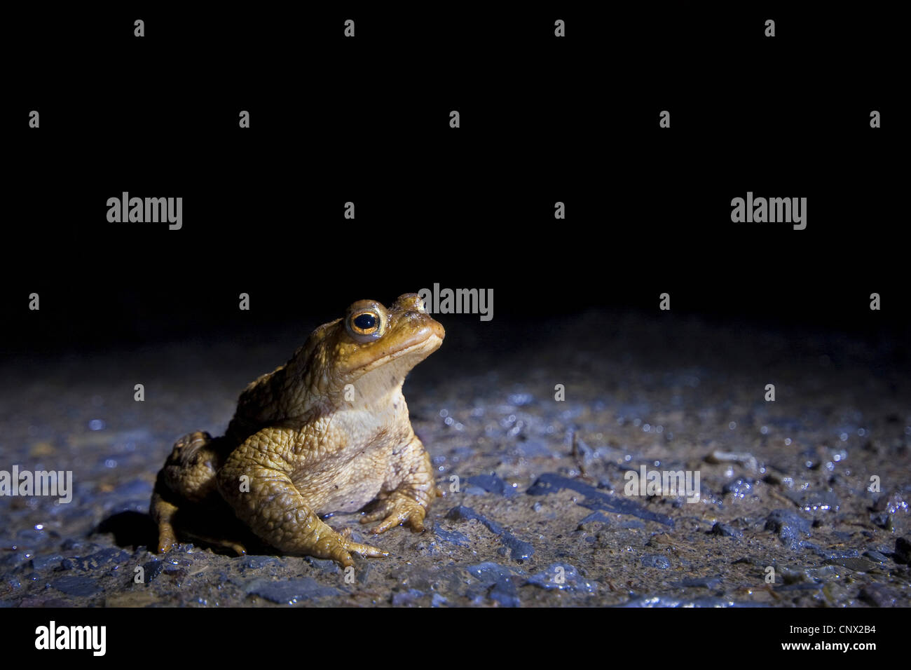 European common toad (Bufo bufo), sitting on road asphalt, Germany ...