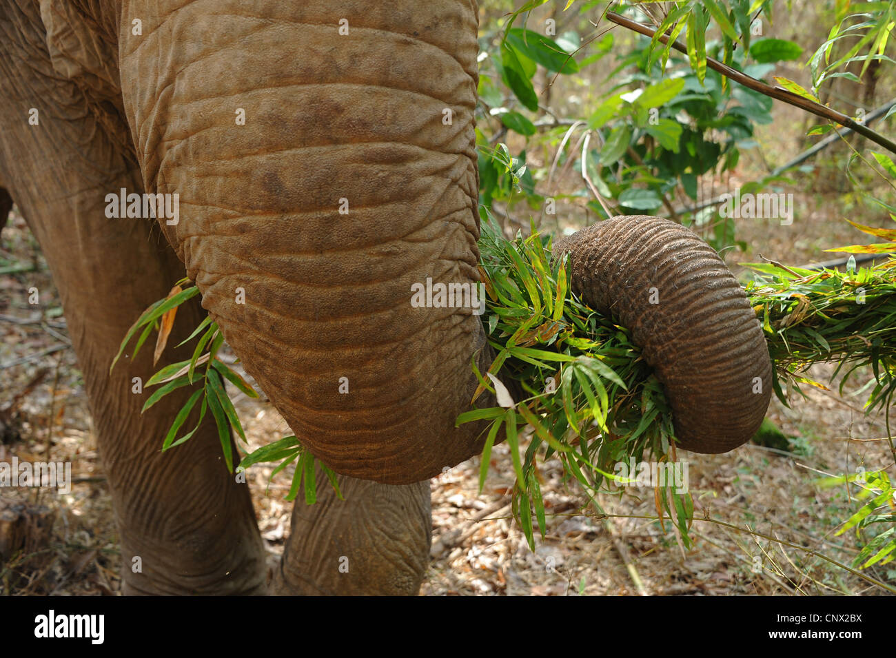 Elephant food thailand forage hi-res stock photography and images - Alamy