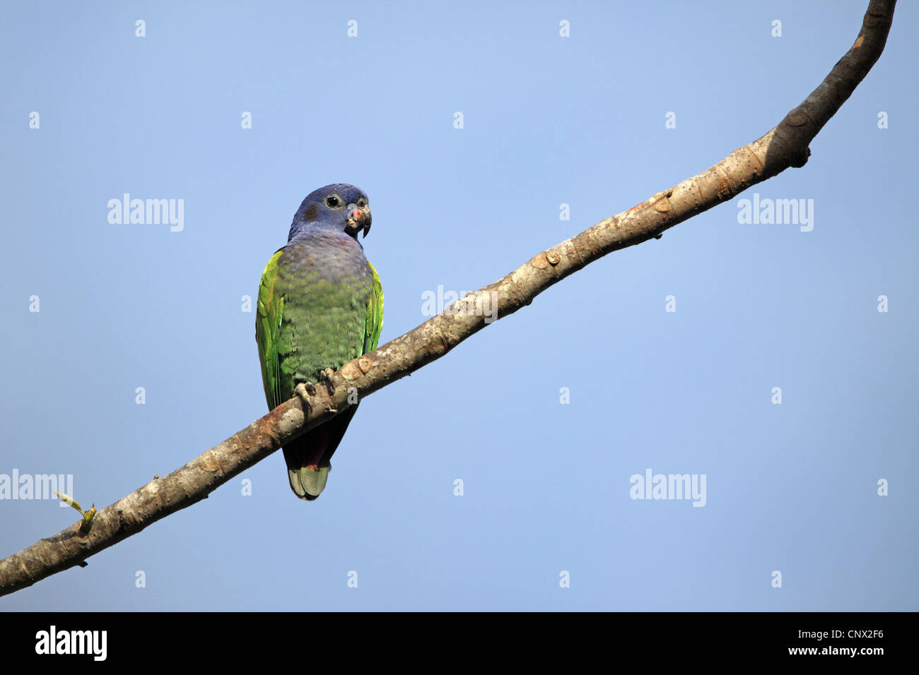 Blue-headed Parrot, Pionus menstruus Stock Photo - Alamy
