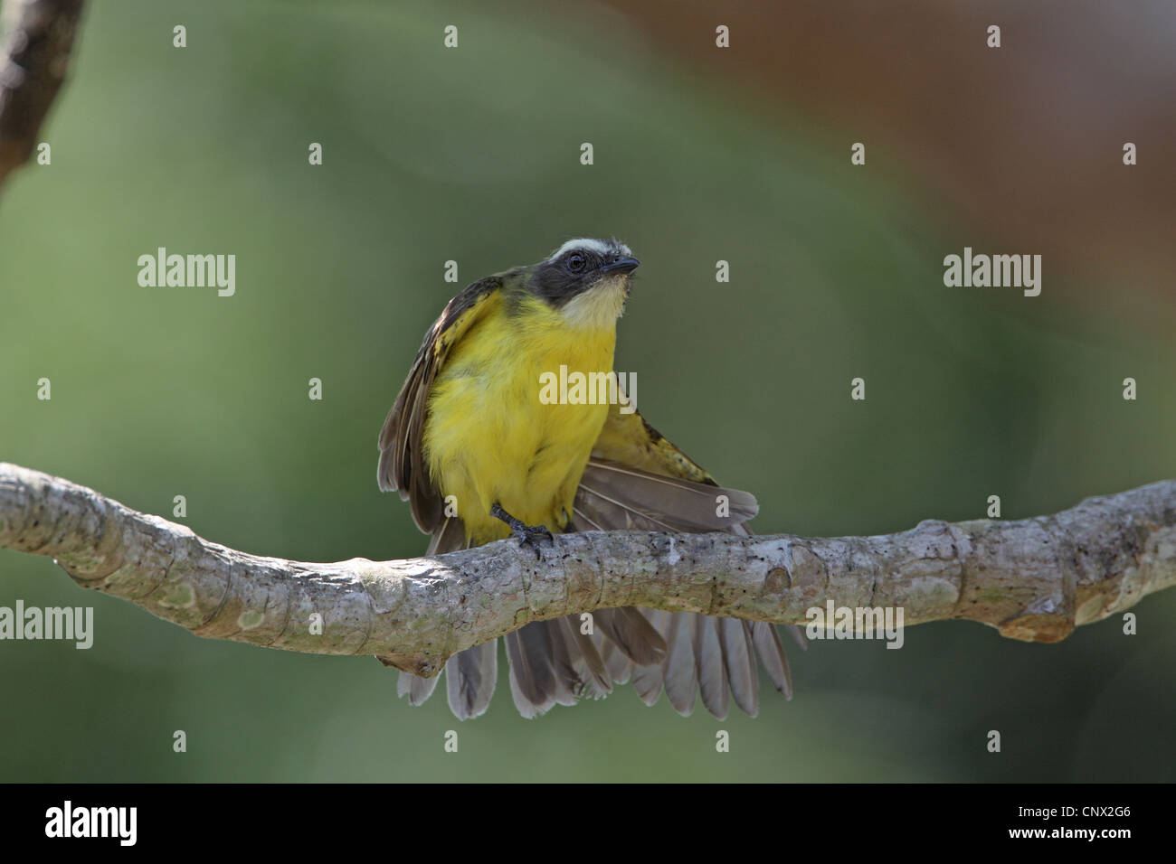 Myiozetetes similis hi-res stock photography and images - Alamy